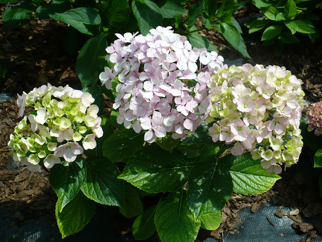 Hydrangea, Hortensja: Hydrangea macrophylla (Hortensja ogrodowa ...