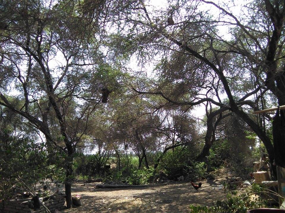 PÍTIPO, ¡UN PATRIMONIO POR CONOCER!: NUESTRA FAUNA Y FLORA