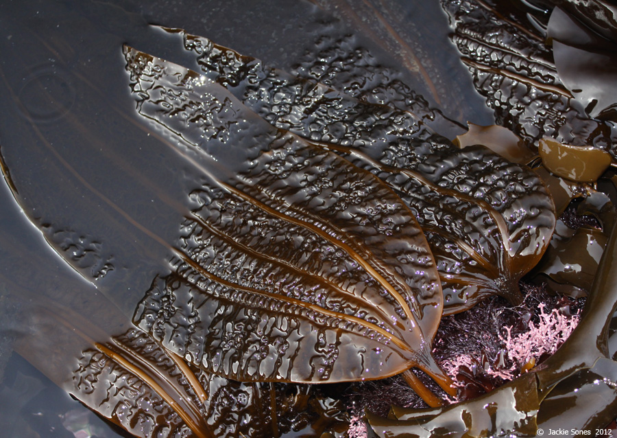 The Natural History of Bodega Head: Puckered up