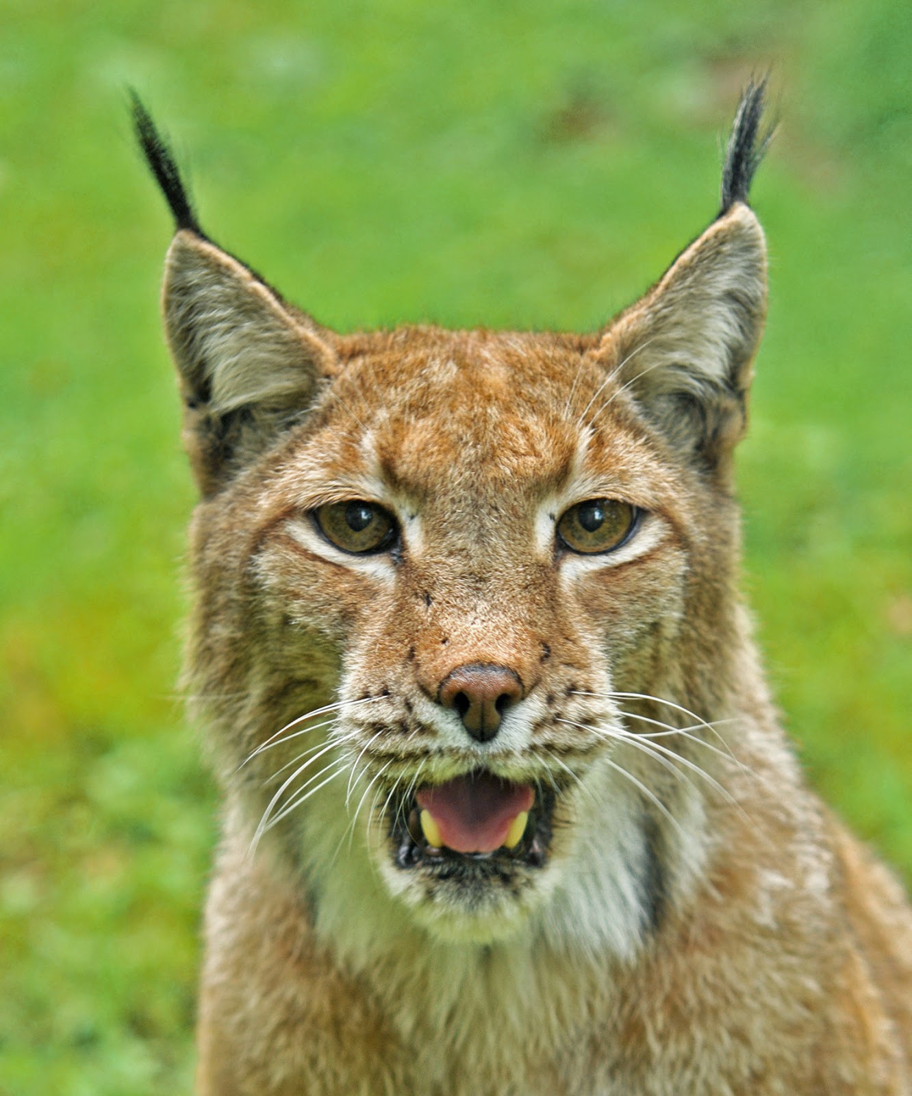Lince wallpapers