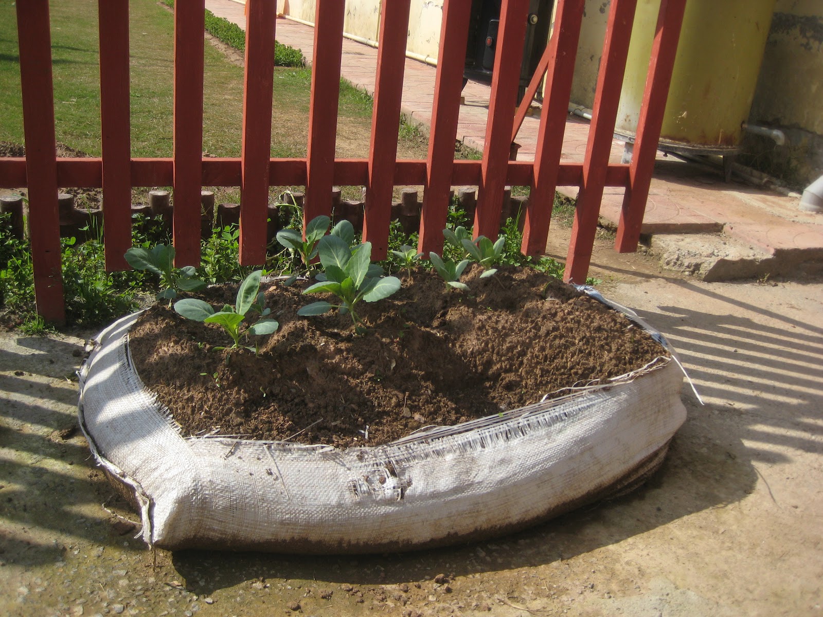 Crops In Pots: A Zero-budget & Low-carbon Vegetable Garden
