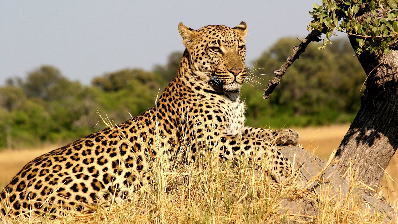 Endangered Leopards List - Danger Choices