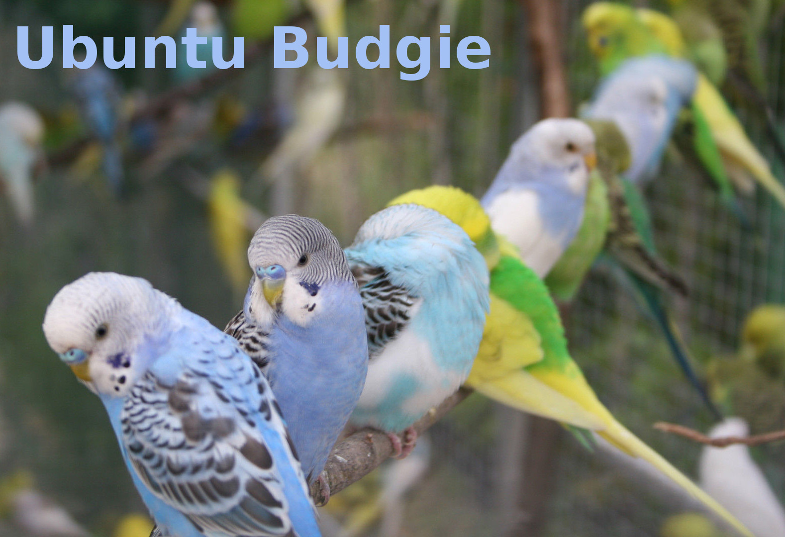 I love ubuntu!: UBUNTU BUDGIE APRIL 2019, #ubuntubudgie