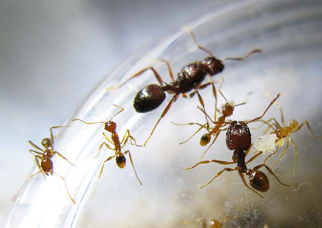 Photos and Info on Ants and Termites of Malaysia: Pheidole Sp.