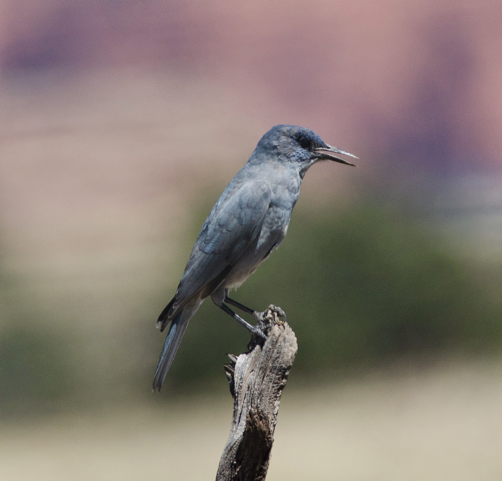 Gordon's Birding Adventures: Day Two in Utah