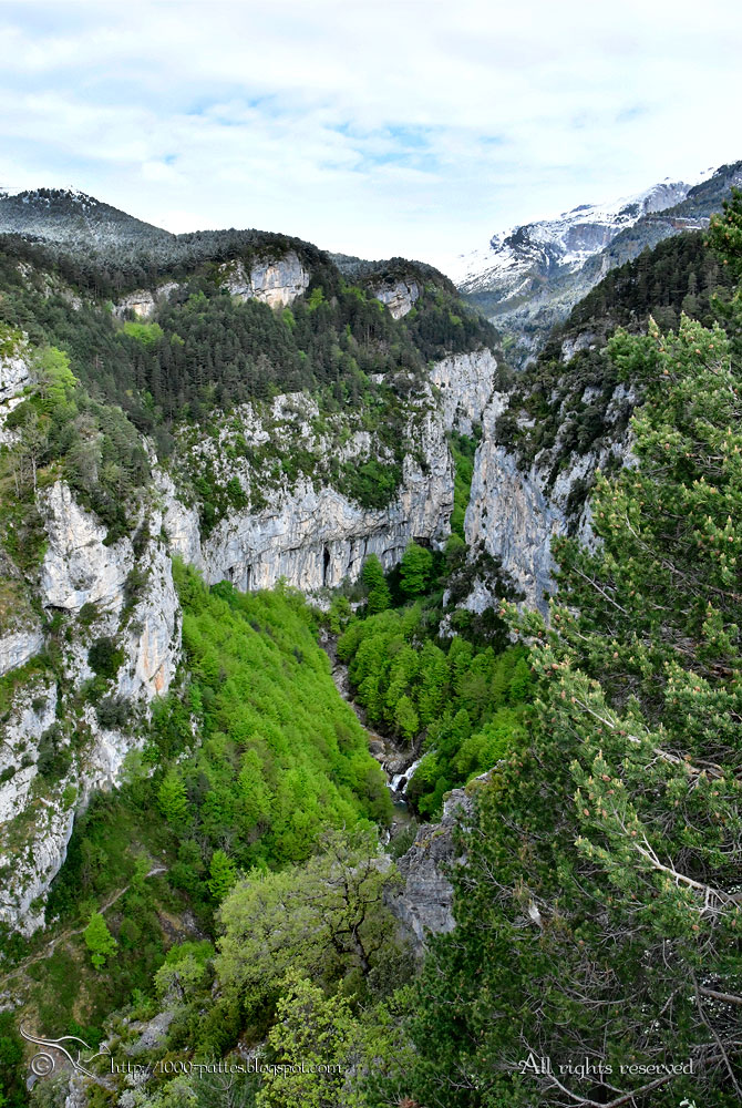 WILDLIFE GATEWAY: Là-haut, dans les Pyrénées... du plus grand au plus ...