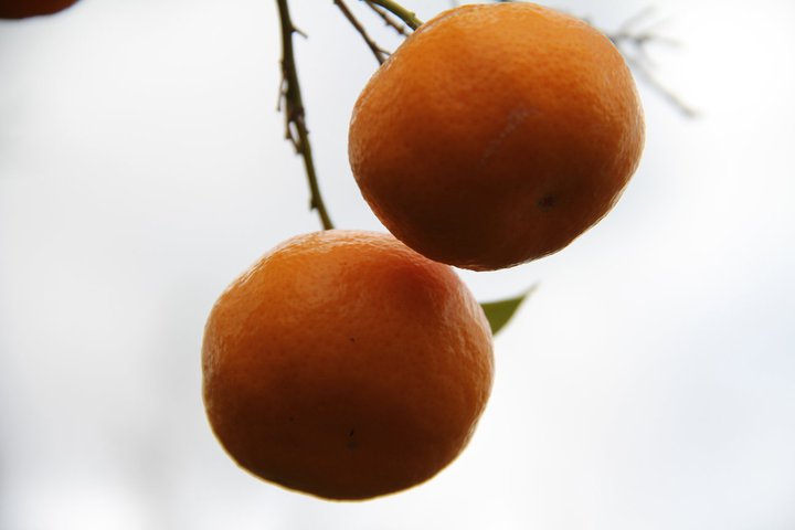 Fruits Stand: Sagada Orange