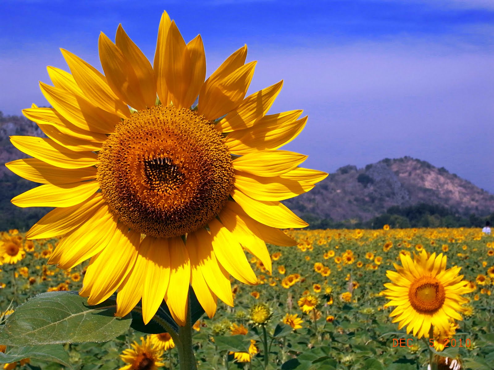 ThaiAngle: Sunflower in Lopburi