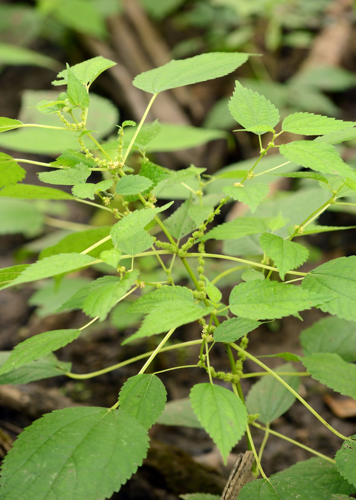 Indiana Plant A Day: Smallspike False Nettle