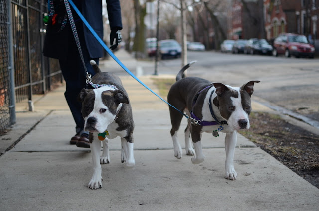 Two Pitties in the City: Training: Dog 'Spring Training'