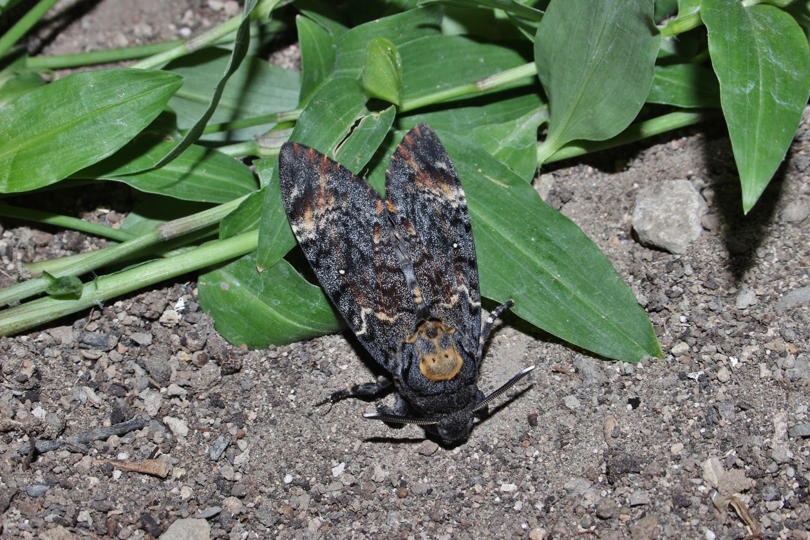 Biodiversity of Cyprus by NGO Protection of the Natural Heritage and ...