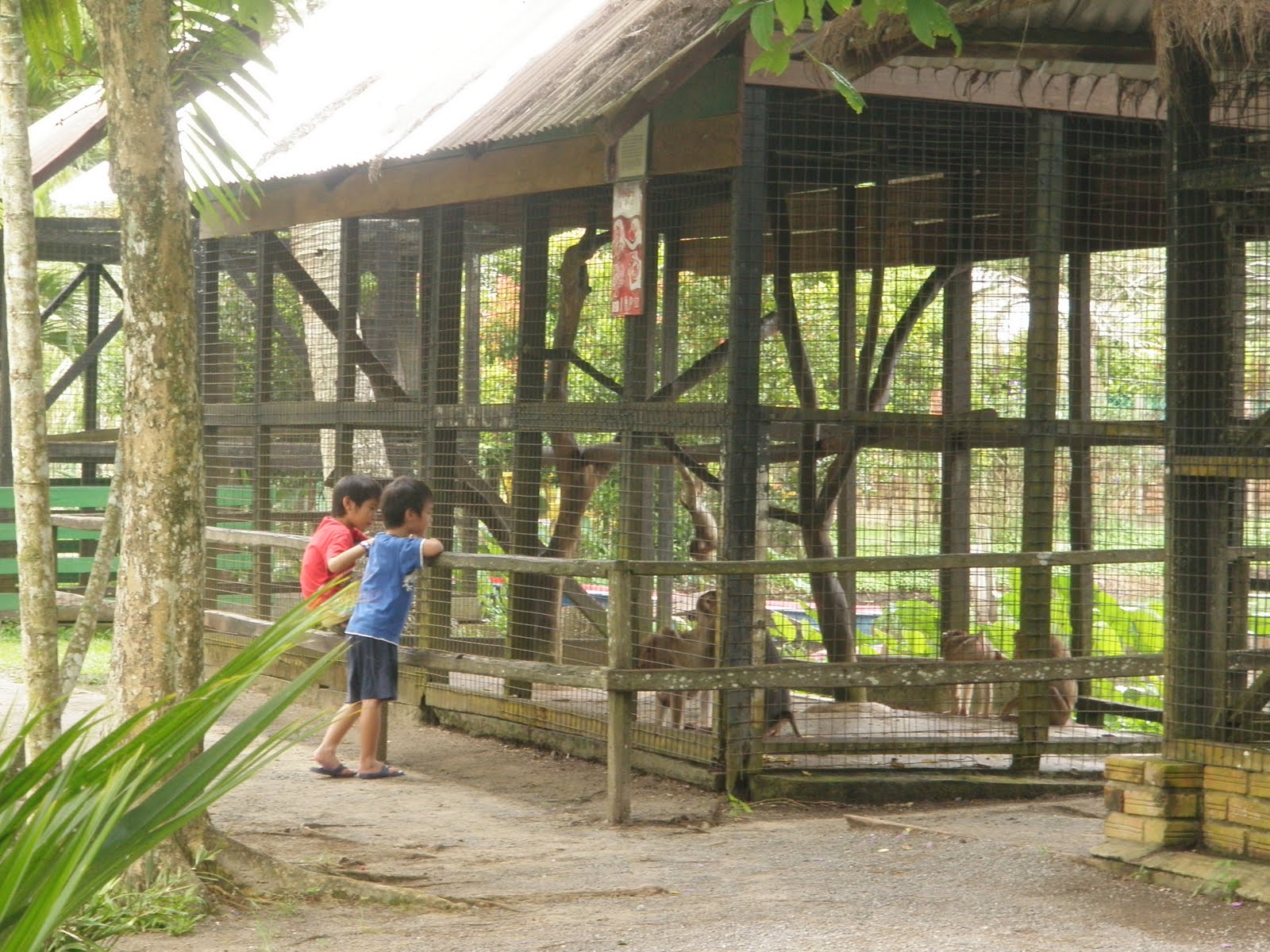 Roots: Miri Crocodile Farm 3March2011