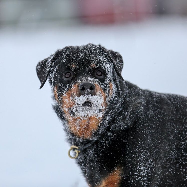 Best friend! Gorgeous Rottweiler! - My Interests