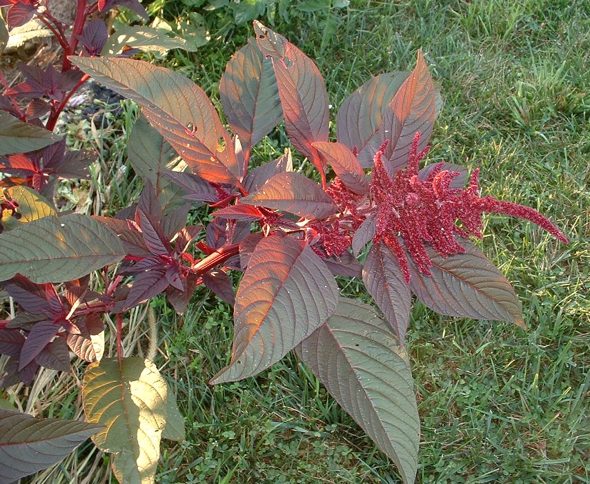 Mid-Atlantic Plant Research Center: Hopi Red Dye Amaranth