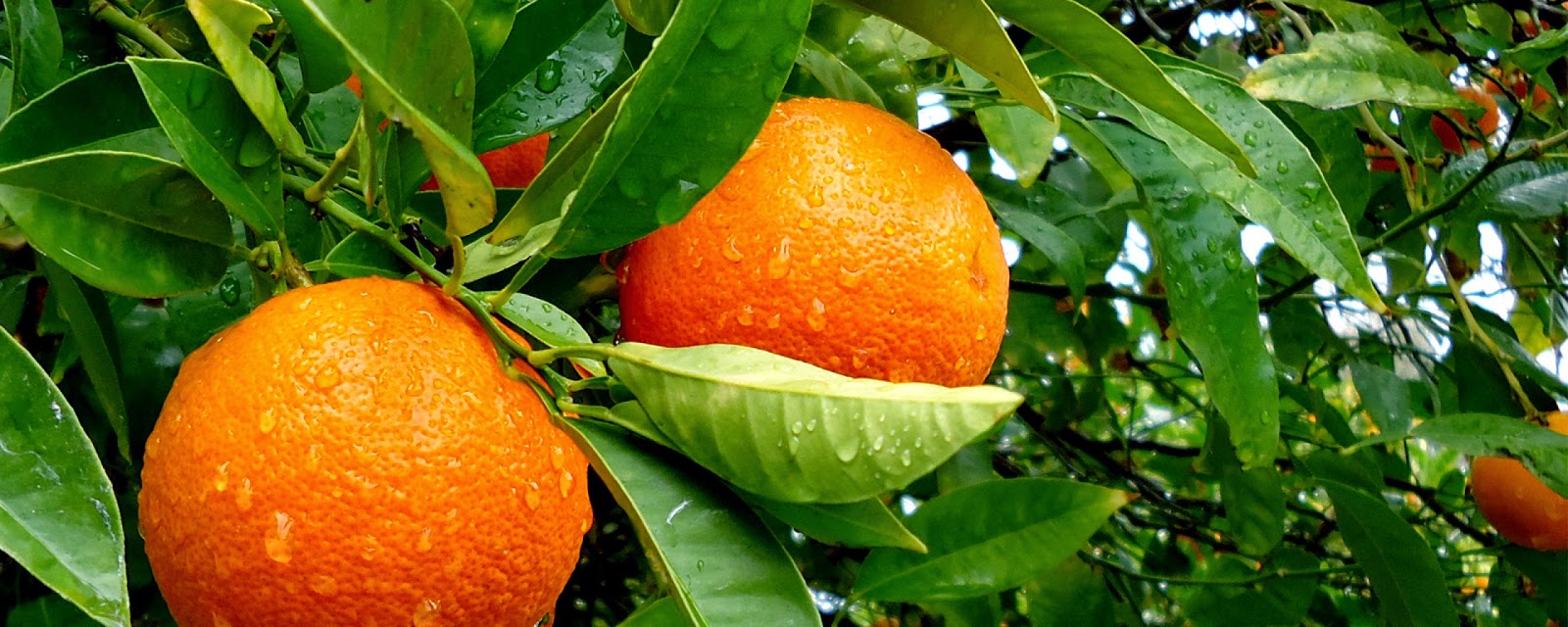 Supreme Kinno Factory: Introduction