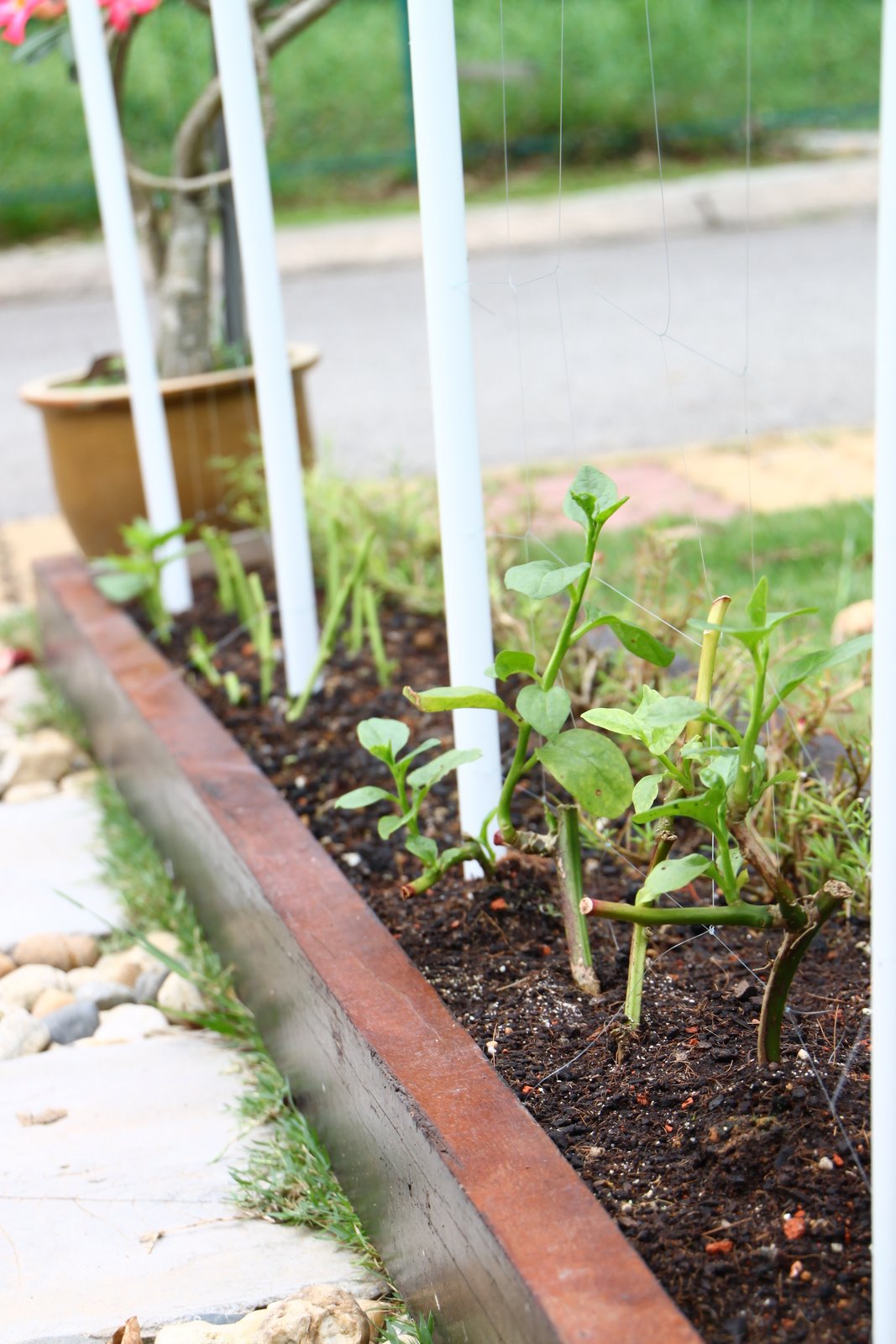 Journey Of My Garden: Malabar Spinach on The New Plastic Trellis