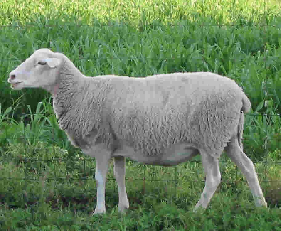 North Horse: Answers for Conformation Quiz: Friesian Sport Horses