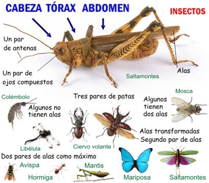 Artrópodos ~ Con-CIENCIA