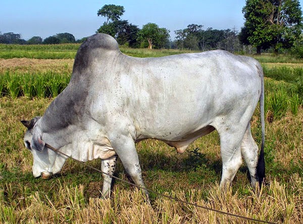 Introduction to Cattle Production Technologies