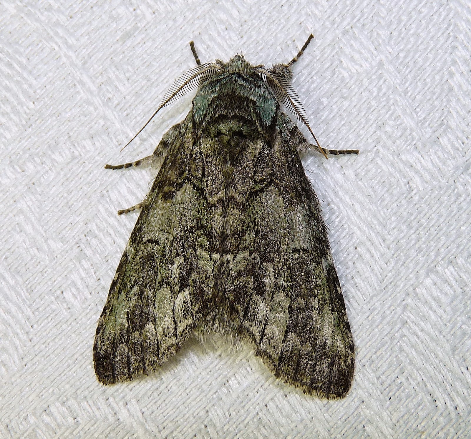 Field Biology in Southeastern Ohio: Prominent Moths of Ohio part 2