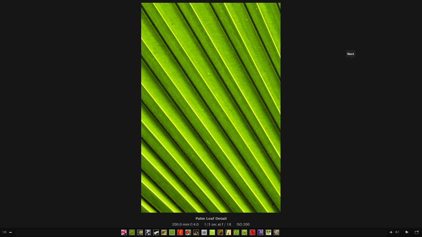 this camera could never lie: Macro Photography + Alessandro Zocchi