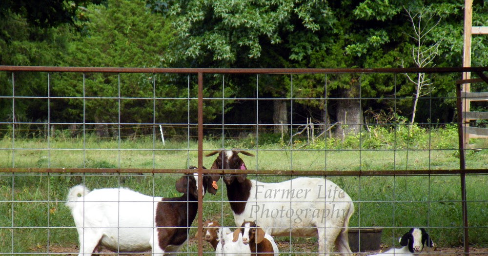 Living A Farmer's Life: Goat Graduation