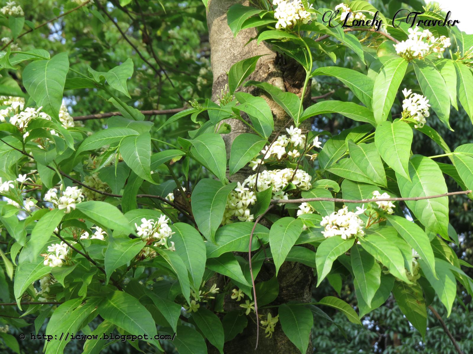 Kurchi ful (কুর্চি ফুল) - Holarrhena pubescens