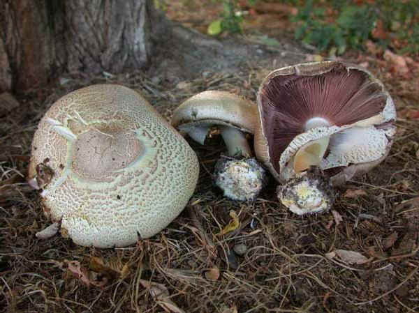 I Miei Funghi: Le Varie Specie di Funghi