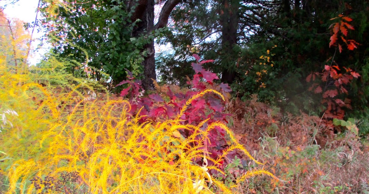 Art's Bayfield Almanac: HUNTING THE WILD ASPARAGUS
