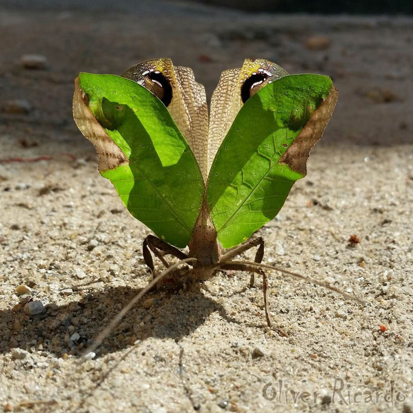Tipos De Esperança Inseto - LIBRAIN