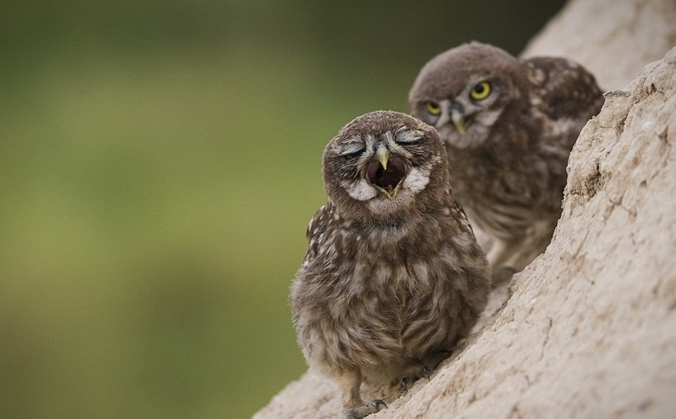 Beautiful World : These Gorgeous, Gracious and Funny Animals!