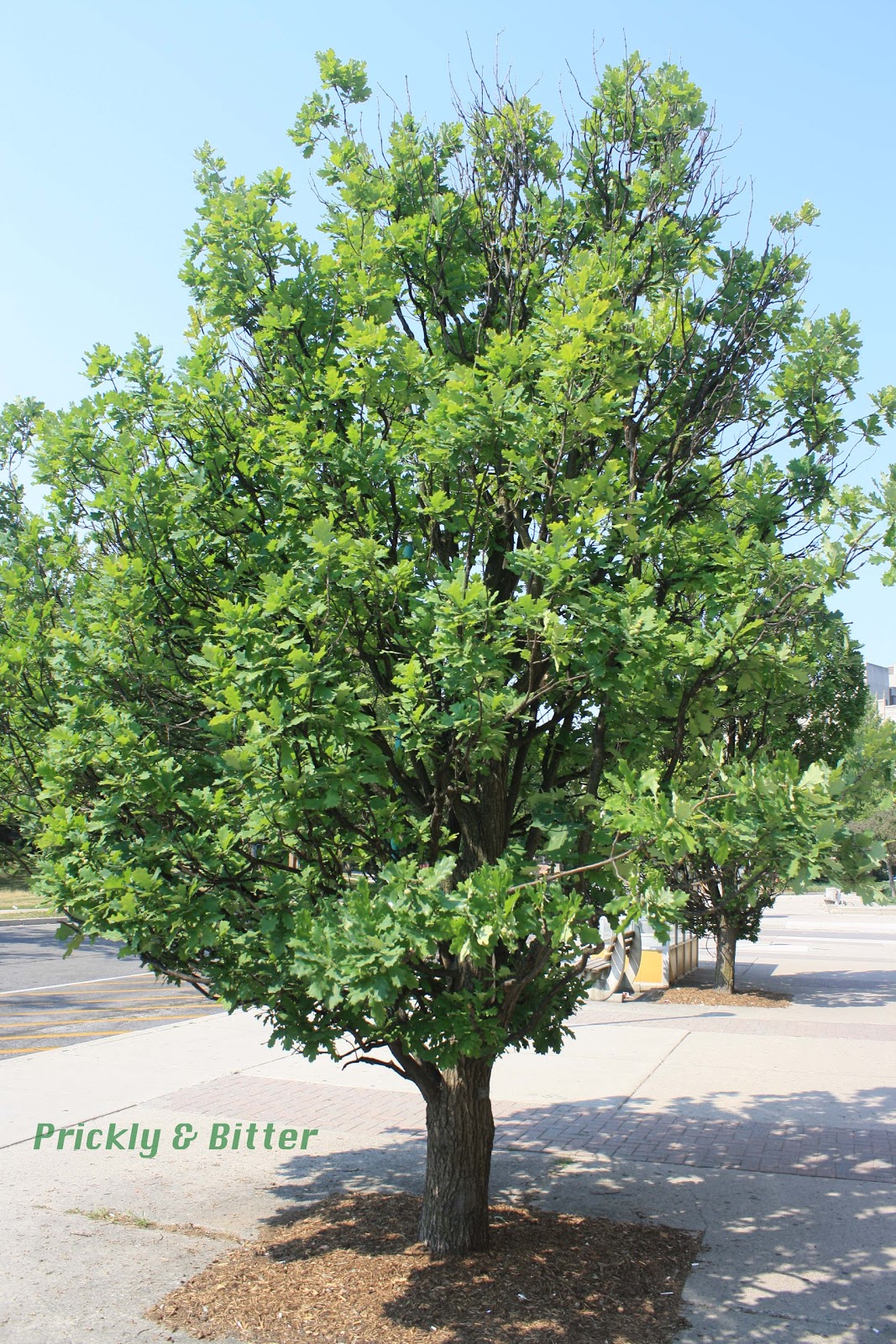 Prickly and Bitter: The English French Oak, or the French English Oak