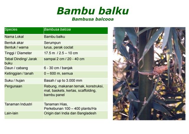 Jenis dan ciri tumbuhan Bambu serta Manfaatnya - Jenisajatitik