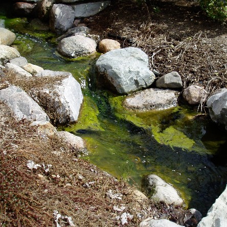 Everything You Need to Know About Algae