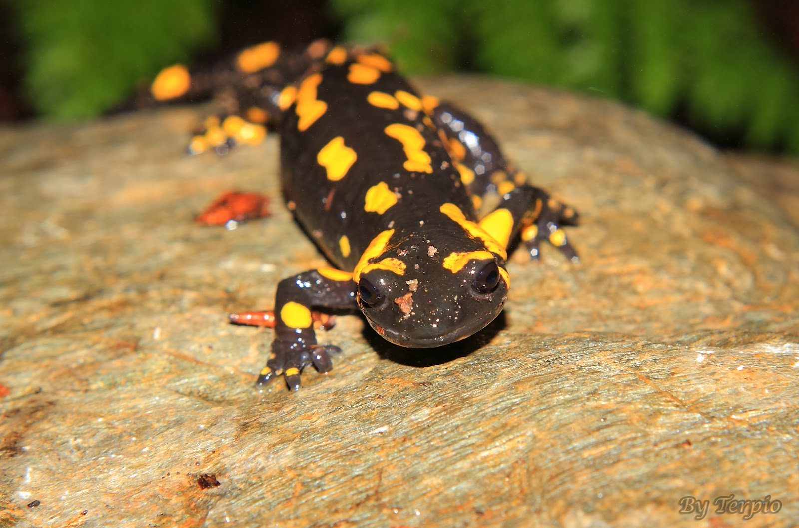 Viajes, Salidas, Naturaleza, (Fotografía).: Salamandra Común ...