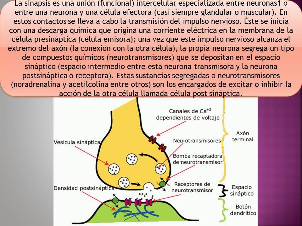 Iran Sandoval Carrillo: Sinapsis