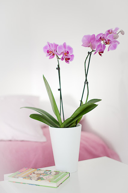 Puiston laidalla: Orkidea - kukkiva sellainen