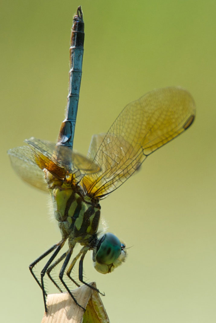 Red and the Peanut: A Blue Dasher dragonfly obelisking in the sun...