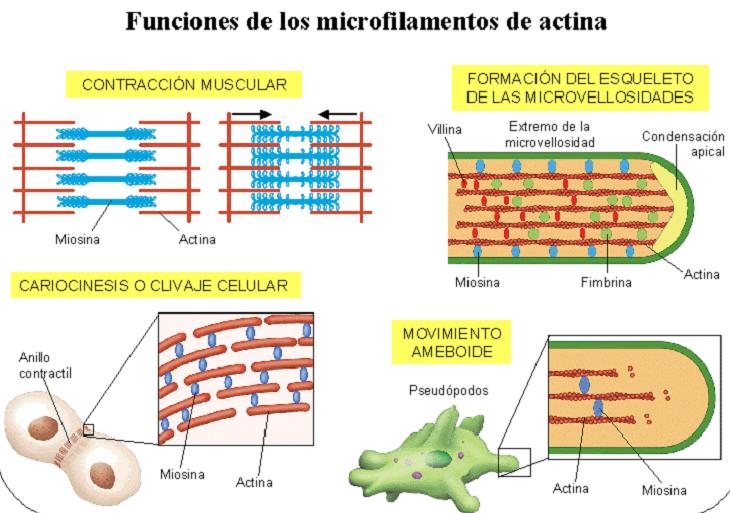 Biotransformadores