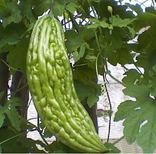 Khasiat dan Manfaat Buah dan Daun Pare Beserta Resepnya | Resep