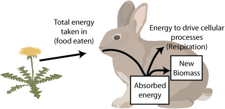 Producers, Consumers and DecomposersOscar Education