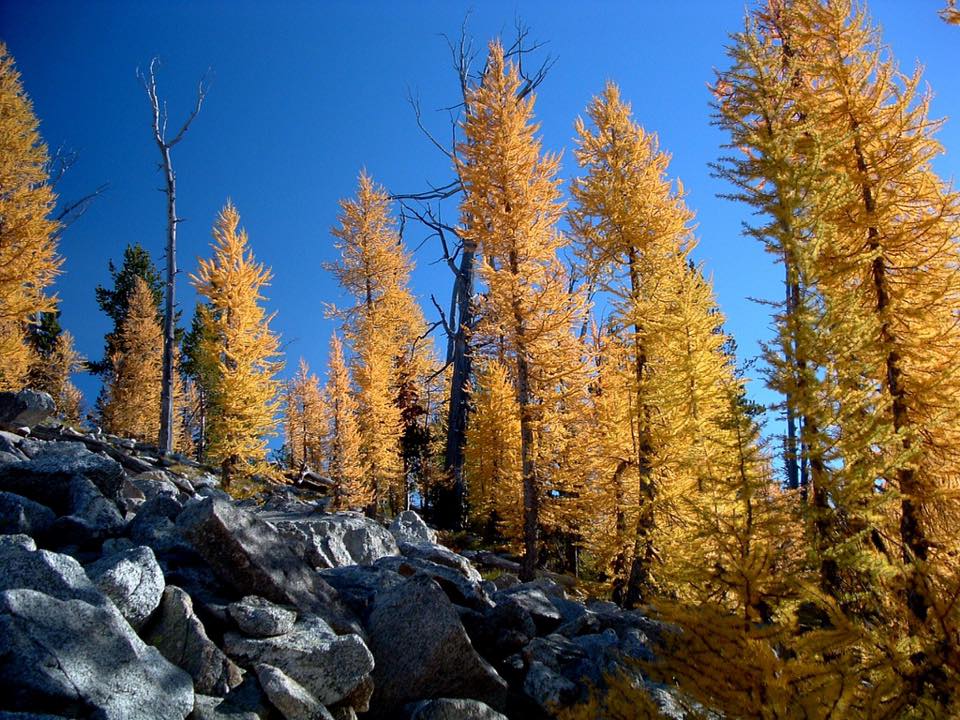 Letro's Journey: Autumn Feelings of Larch.