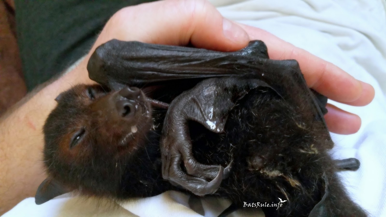 RESCUE MEGABAT BLACK FEMALE BABY 09/03/2015
