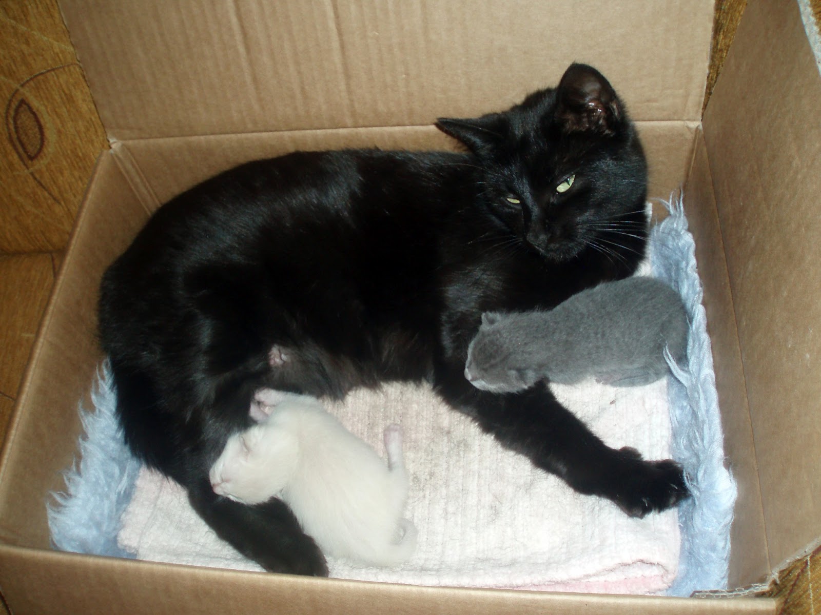 Blogul Simonei: Pisica albă, pisica neagră. Și pisica gri