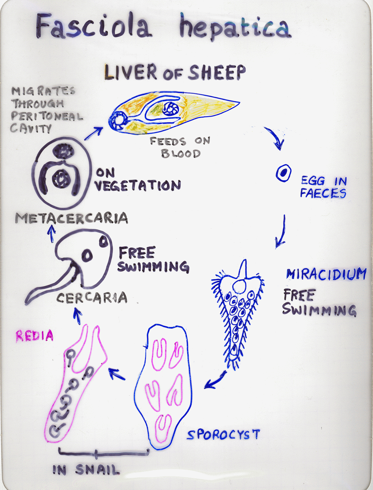 The Secret Life (Cycles) of Animals: Tapeworm Life Cycle