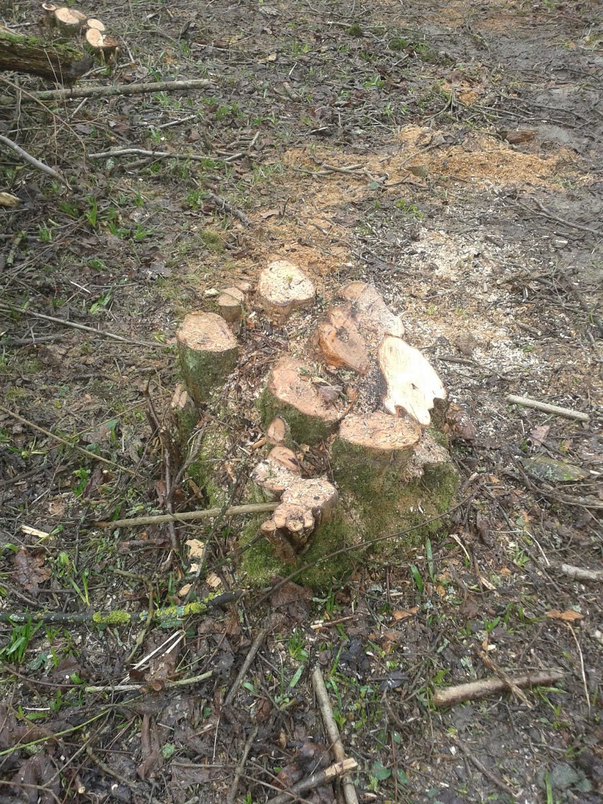 Bushcraft Education : Coppicing