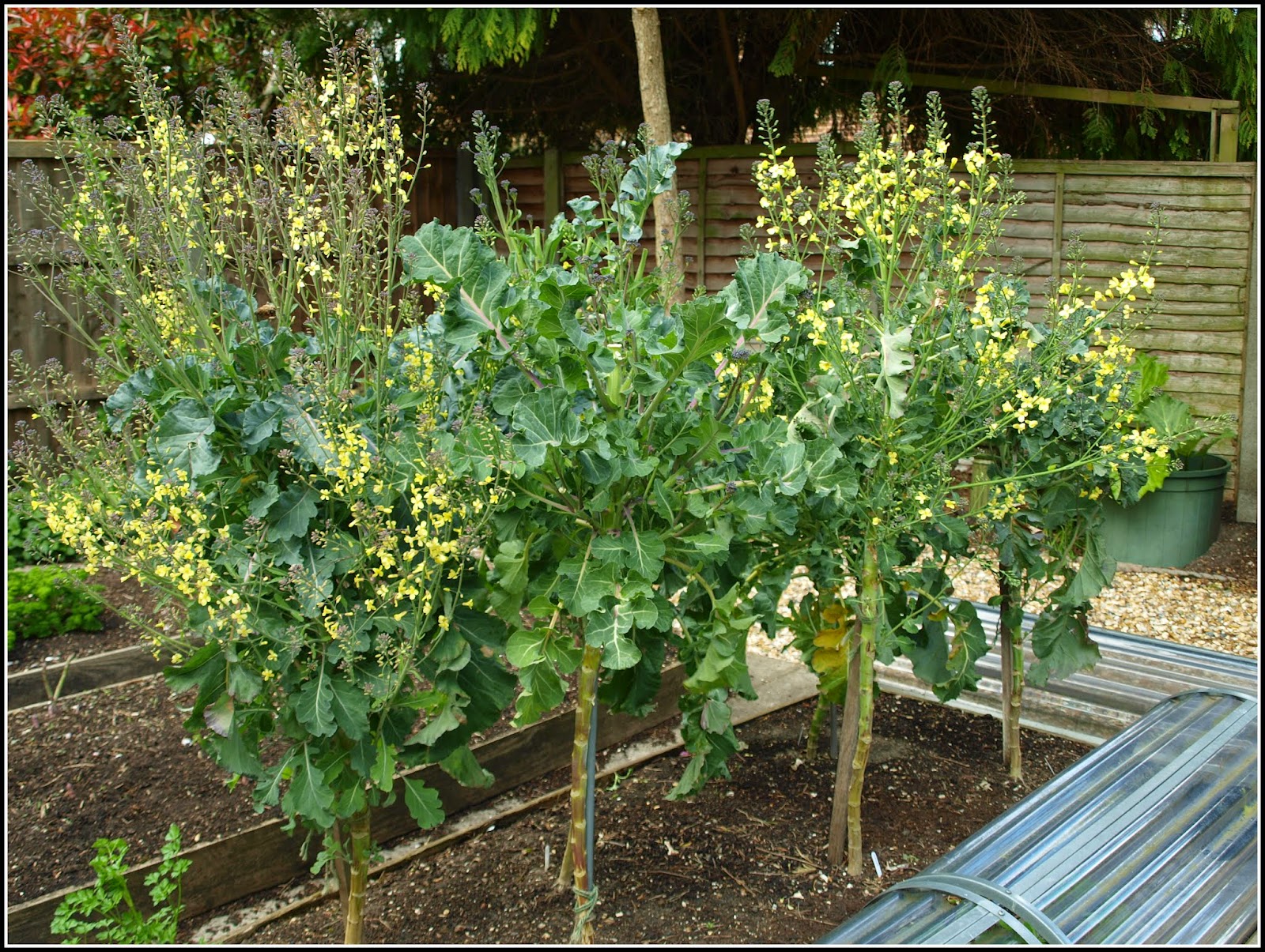 Mark's Veg Plot: The PSB bows out