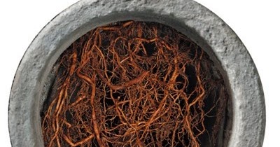 Replacing Sewer Pipe In Crawl Space: Tree Roots In Drainage Pipes