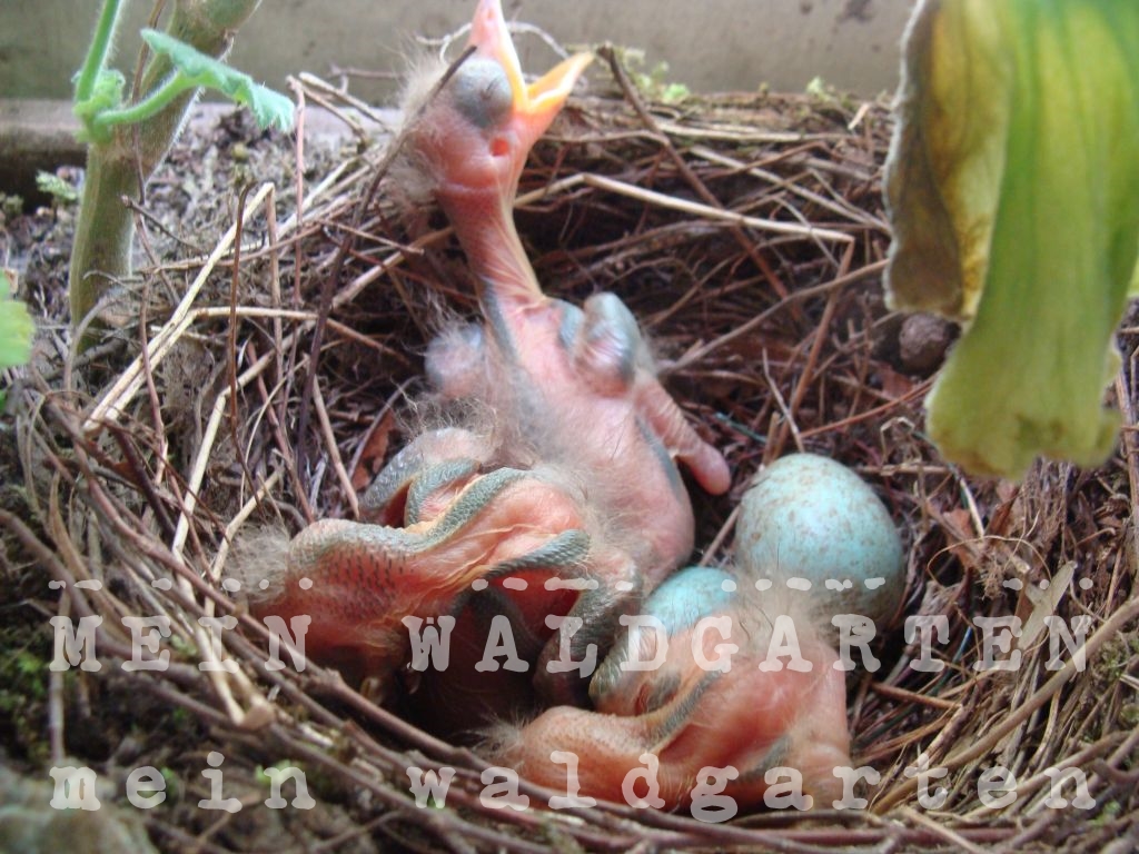 © Mein Waldgarten: Ein Vogelbaby wird niemals satt