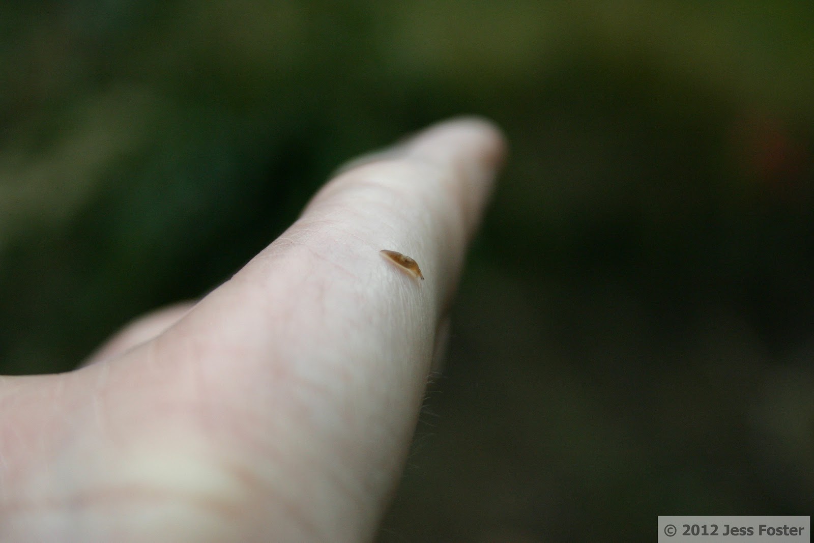 Sluggin' Along: More Baby Slugs - Part 1